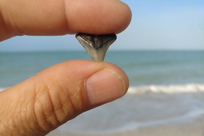 Guided Shark Tooth and Seashell Hunting Eco Tour on Manasota Key - Discovering Manasota Key: A Prime Treasure-Hunting Destination