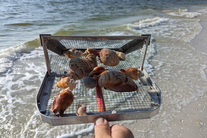 Guided Shark Tooth and Seashell Hunting Eco Tour on Manasota Key - Who Will Enjoy This Tour?