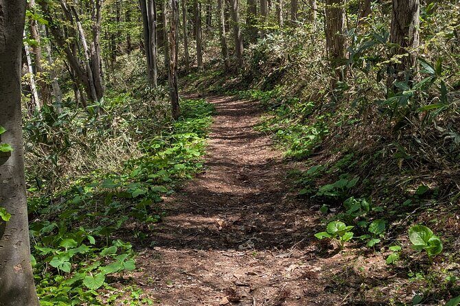 Guided Shioya Maruyama Hike with Scenic Views and Snacks - Authenticity and Value