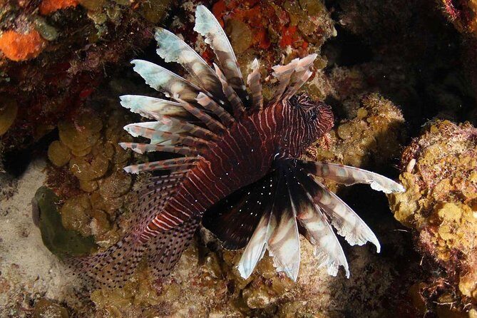 Guided Shore Dive for Certified Divers with Scubaçao (1 tank) - The Bottom Line