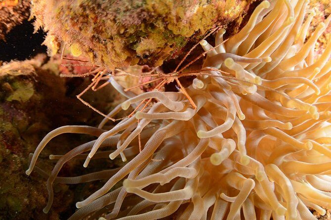 Guided Shore Dive for Certified Divers with Scubaçao (2 tank) - An In-Depth Look at the Tour