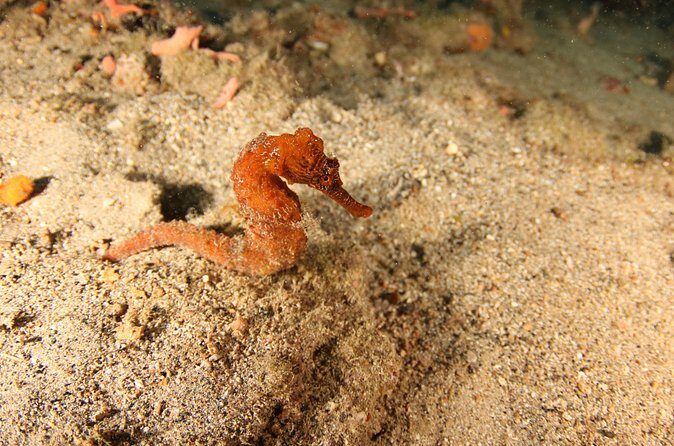 Guided Shore Dive for Certified Divers with Scubaçao (2 tank) - Frequently Asked Questions