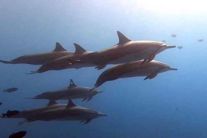 Guided Shore Dive or Refresher Dive - The Experience in Context: What Travelers Might Find