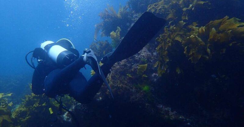 Guided Shore Dive Tour for Certified Diver - Exploring the Guided Shore Dive Tour for Certified Divers in North Island, New Zealand
