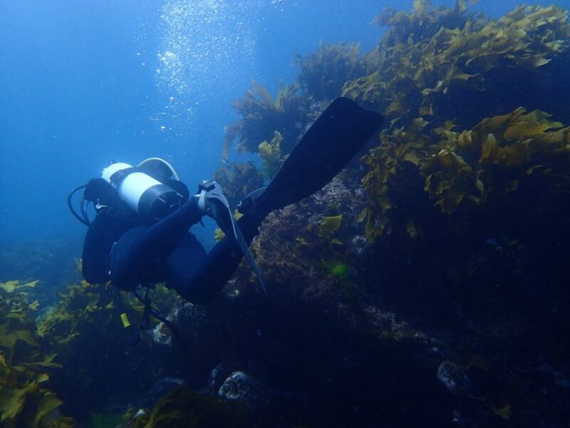Guided Shore Dive Tour for Certified Diver - Who Will Enjoy This Experience?