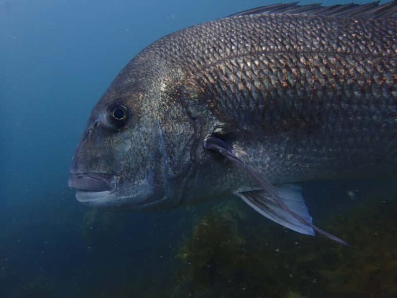 Guided Shore Dive Tour for Certified Divers - Key Points