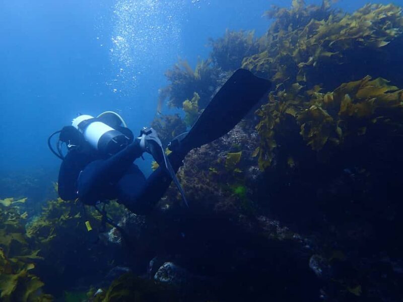 Guided Shore Dive Tour for Certified Divers - The Experience from the Reviews