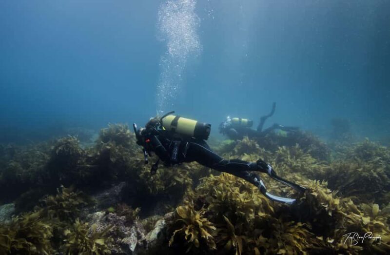 Guided Shore Dive Tour for Certified Divers - The Sum Up