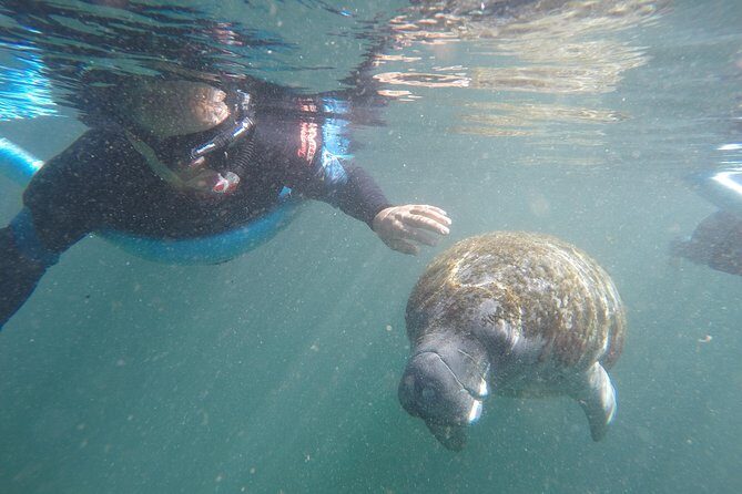 Guided Small Group Manatee Snorkeling Tour with In-Water Photographer - Discovering the Crystal River Manatee Snorkeling Tour