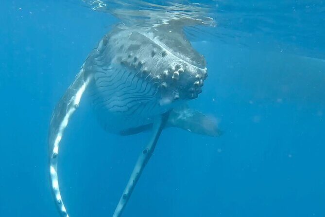 Guided Small Group Whale Watching and Swim Tour Tahiti - Who Will Love This Tour?