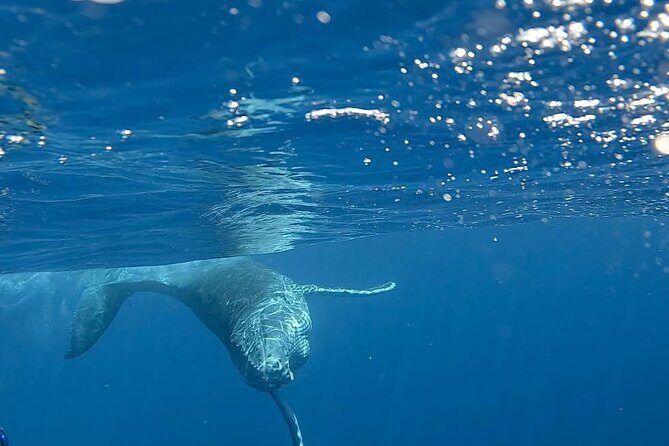 Guided Small Group Whale Watching and Swim Tour Tahiti - FAQ