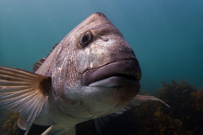 Guided Snorkel Experience, Advanced - Key Points