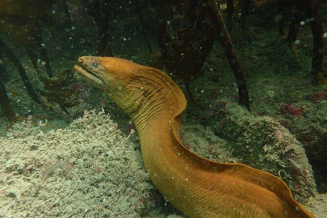 Guided Snorkel Experience, Advanced - Practicalities and Tips