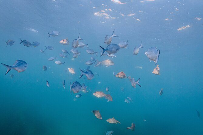 Guided Snorkel Experience, Advanced - FAQs