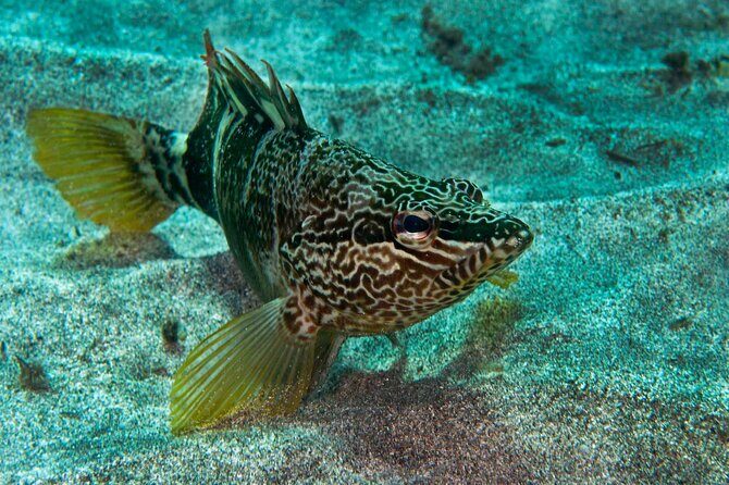 Guided Snorkel Experience - A Closer Look at the Snorkelling Tour in Lanzarote