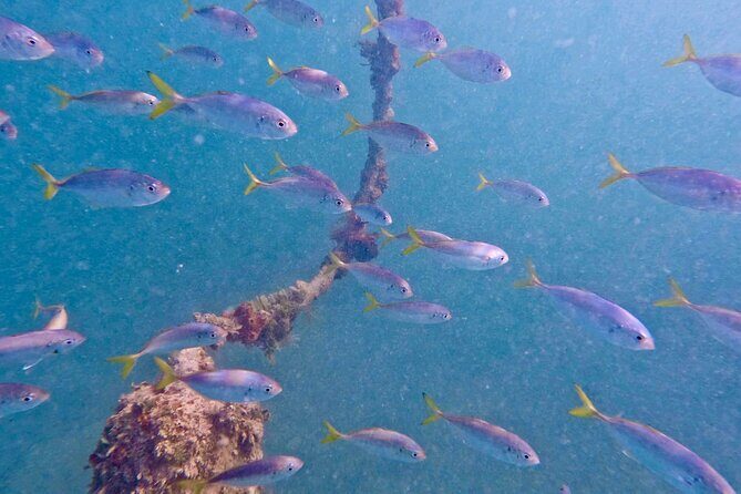 Guided Snorkel Experience, Free Videos in West Palm Beach - Introducing the Guided Snorkel Experience in West Palm Beach