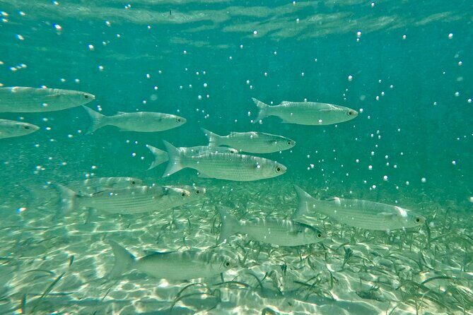 Guided Snorkel Experience, Free Videos in West Palm Beach - Who Should Book?