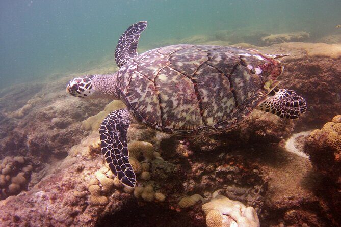 Guided Snorkel Experience in Fort Lauderdale - Practical Details and Booking