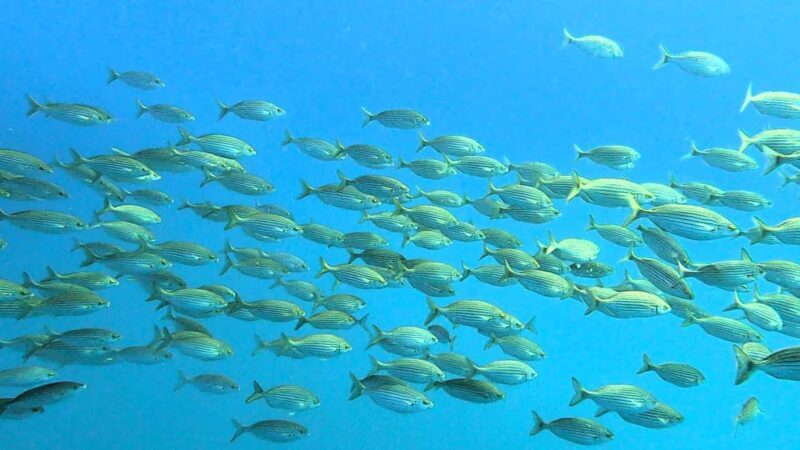 Guided snorkel in Cambrils with explanation of the marine environment. - Exploring the Underwater World of Cambrils: A Guided Snorkel Experience