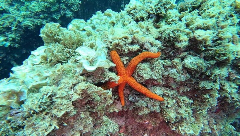 Guided snorkel in Cambrils with explanation of the marine environment. - Key Points