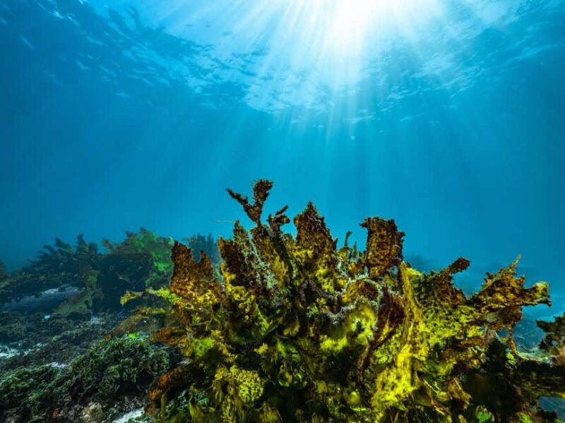 Guided Snorkel Tour at Australias most iconic beach - Exploring the Experience in Detail