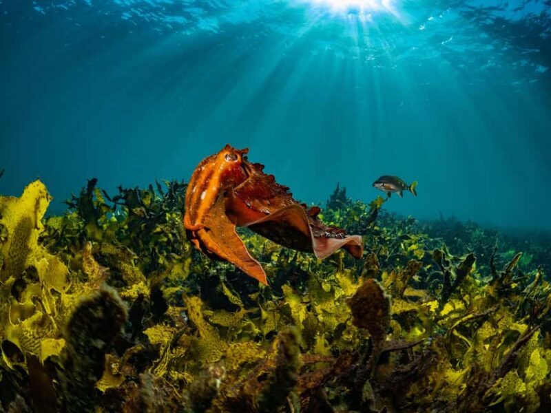 Guided Snorkel Tour at Australias most iconic beach - Why Choose This Experience?