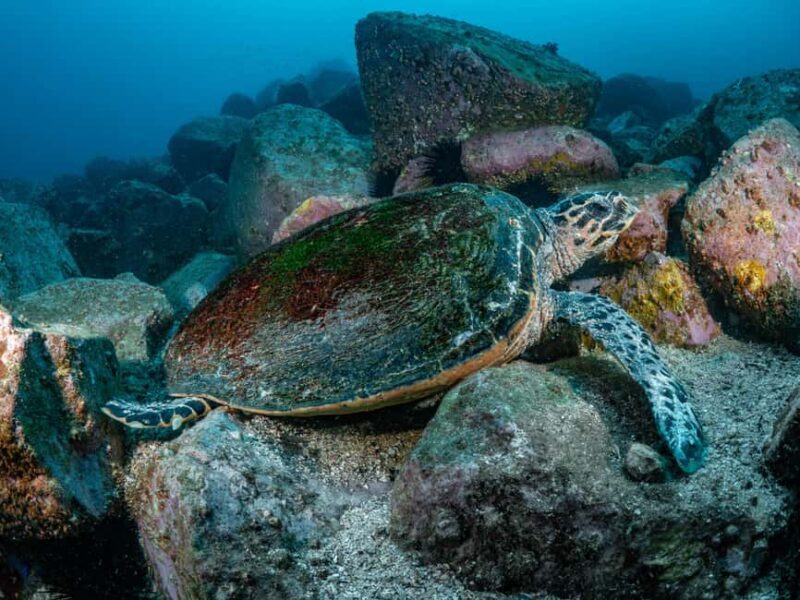 Guided Snorkel Tour at Australias most iconic beach - The Sum Up