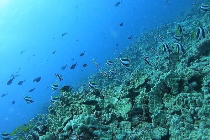 Guided Snorkel Tour for Beginners in Honolulu - Key Points