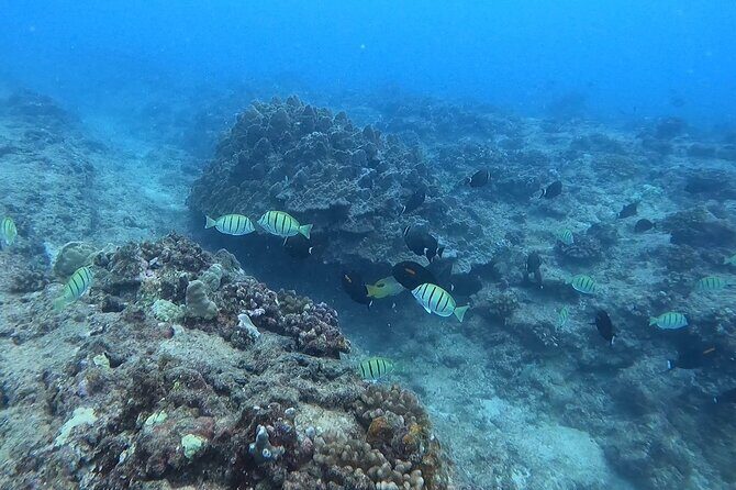 Guided Snorkel Tour for Beginners in Honolulu - Overview of the Snorkeling Tour Experience