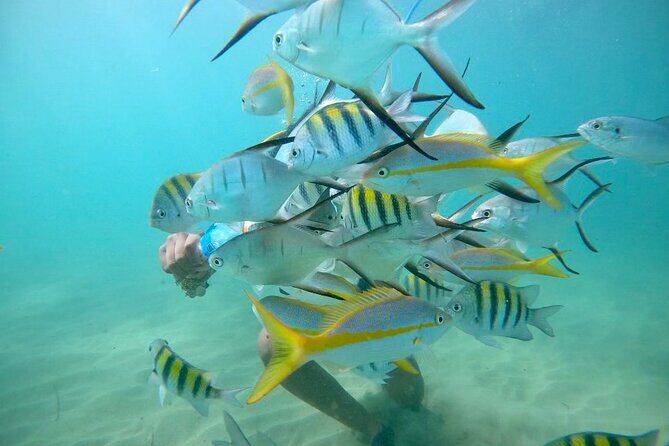 Guided Snorkeling adventure in San Juan - Key Points