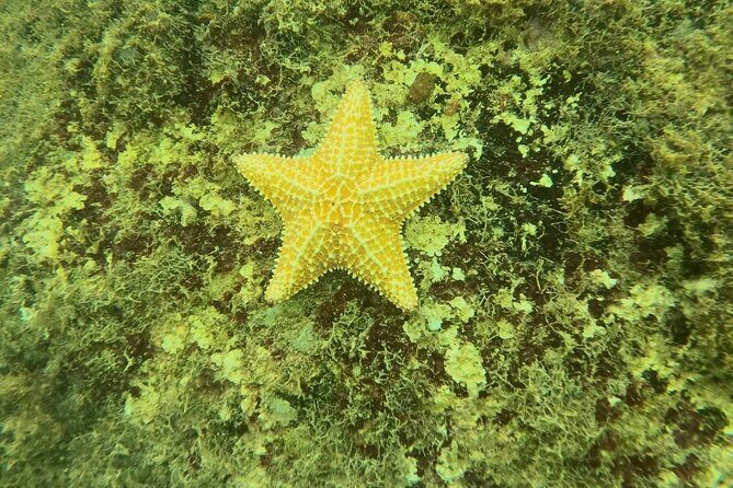 Guided Snorkeling adventure in San Juan - The Group and Duration