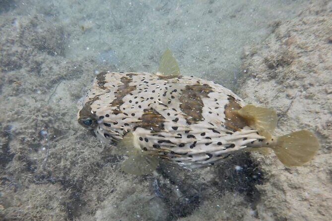 Guided Snorkeling adventure in San Juan - Authentic Reviews and Real Experiences