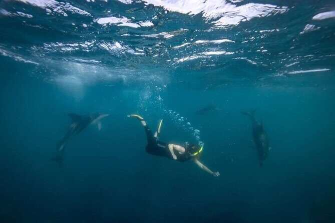 Guided Snorkeling and Island Exploration in Auckland - Logistics: What You Need to Know