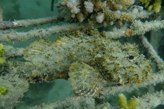 Guided Snorkeling and Island Exploration in Auckland - FAQ