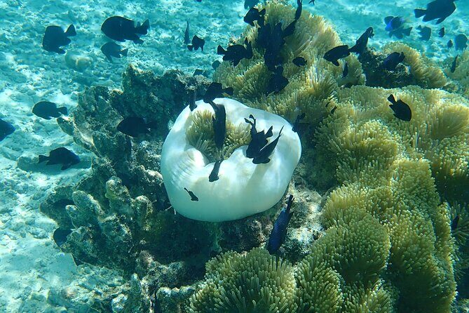 Guided Snorkeling and Relaxation on the Motu Ofetaro in Raiatea - What to Expect on the Tour
