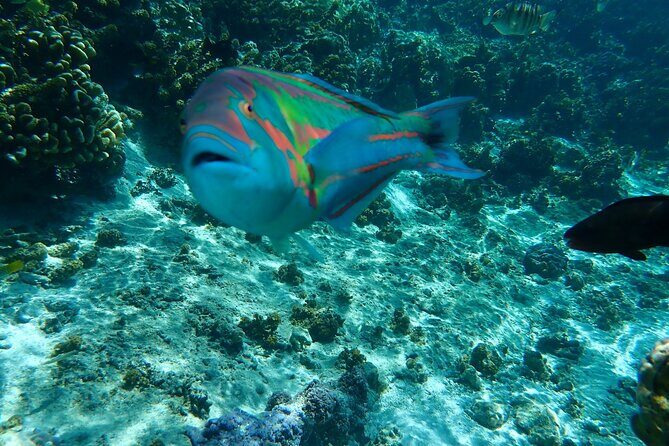 Guided Snorkeling and Relaxation on the Motu Ofetaro in Raiatea - The Itinerary in Detail