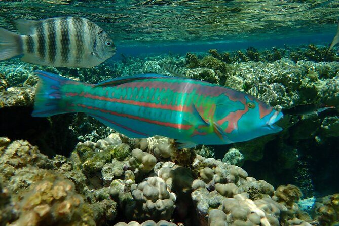 Guided Snorkeling and Relaxation on the Motu Ofetaro in Raiatea - The Sum Up