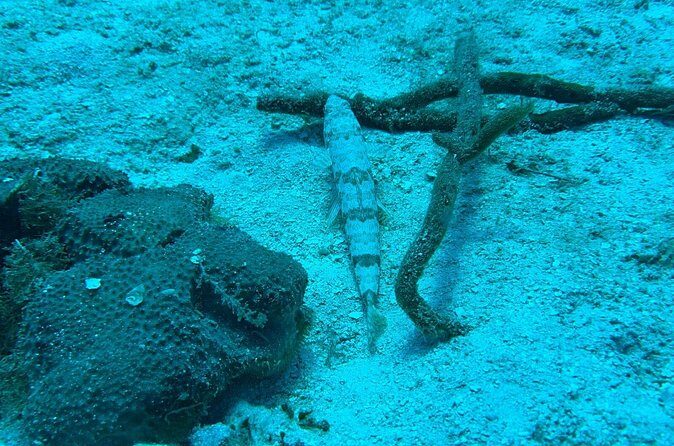 Guided Snorkeling at the Anchor and Cannon Reef in Negril - The Sum Up