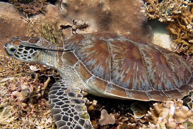 Guided Snorkeling Day Trip, Kota Kinabalu, Sabah, Malaysia - Introduction to the Experience
