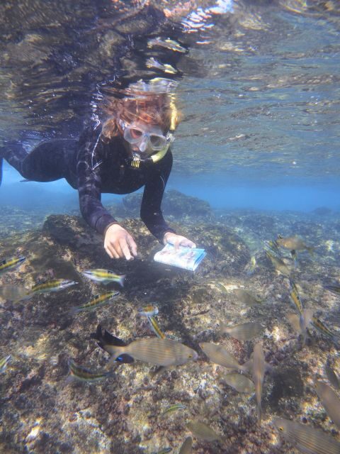 Guided Snorkeling Experience - What Is This Tour About?