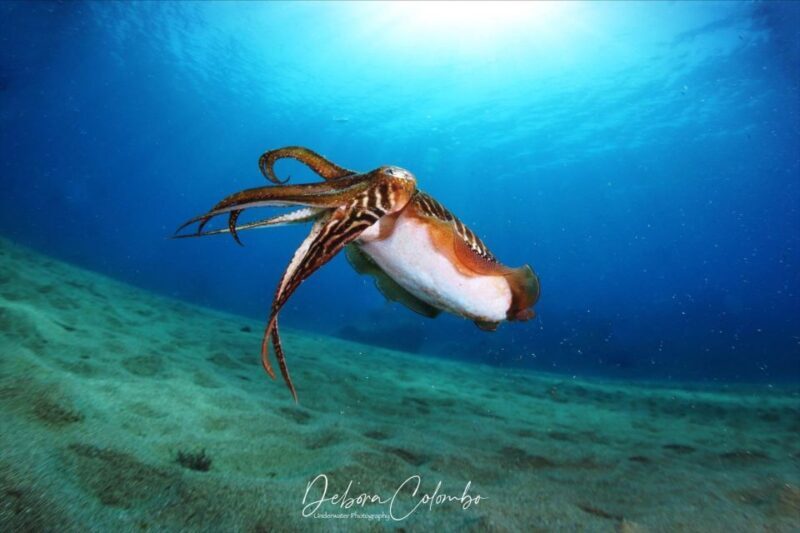 Guided Snorkeling Experience - Concluding Thoughts