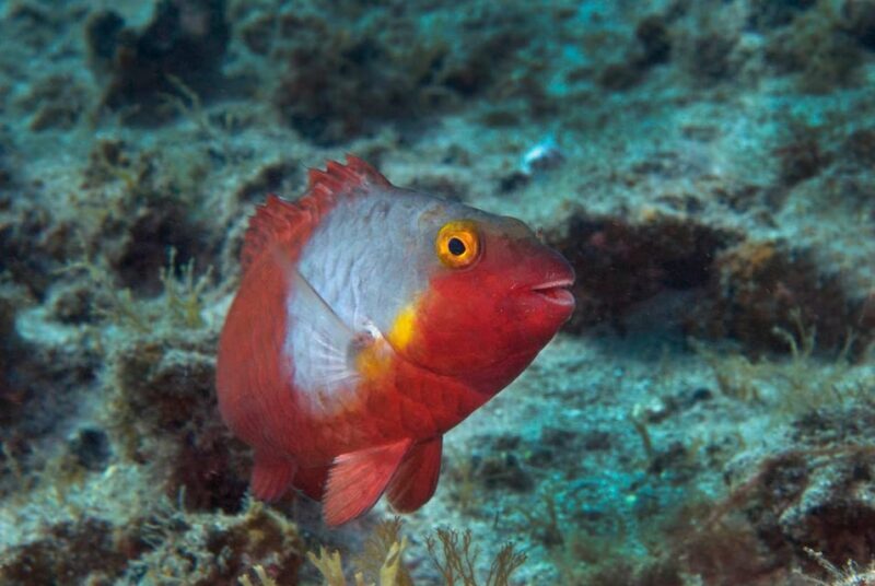 Guided Snorkeling Experience - FAQ