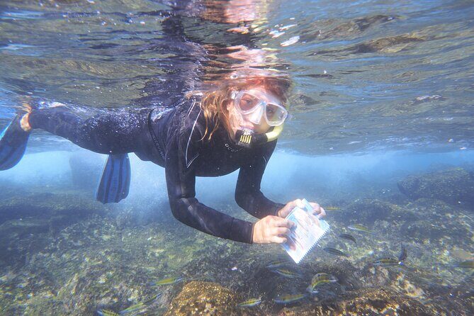 Guided Snorkeling Experience - Exploring the Guided Snorkeling Experience in Lanzarote
