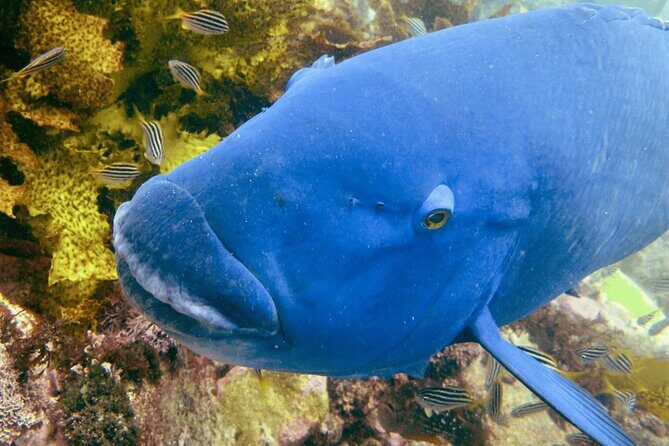 Guided Snorkeling Experience in Bondi - Final Thoughts
