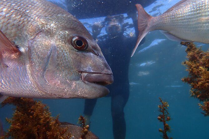 Guided Snorkeling for Beginner - The Experience at a Glance: An Honest Breakdown