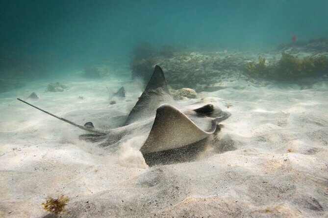 Guided Snorkeling for Beginner - Why Choose This Tour?