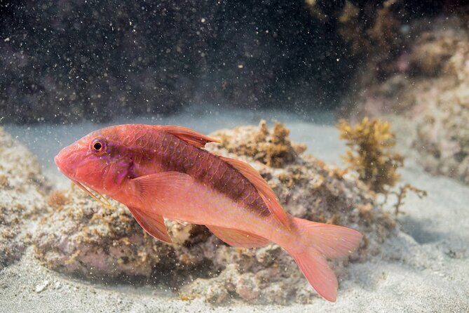 Guided Snorkeling for Beginner - Frequently Asked Questions