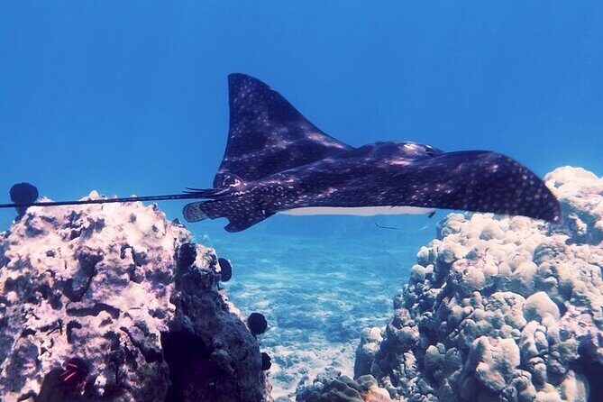 Guided Snorkeling for Beginners with Flotation Wetsuit - The Value Proposition