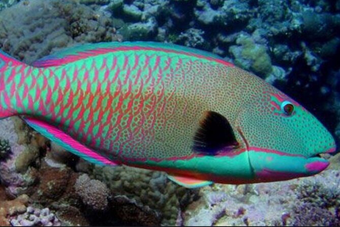 Guided Snorkeling for Beginners with Flotation Wetsuit - Frequently Asked Questions