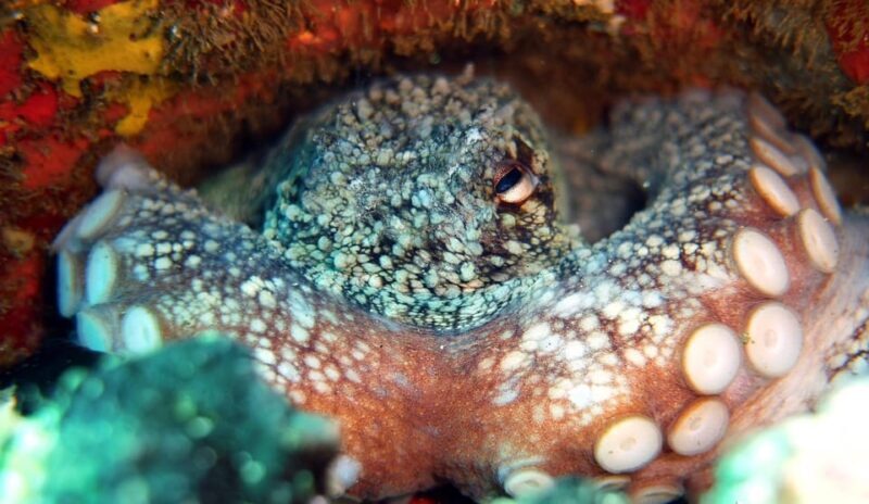 Guided Snorkelling experience in south of Gran Canaria - Who Will Love This Tour?